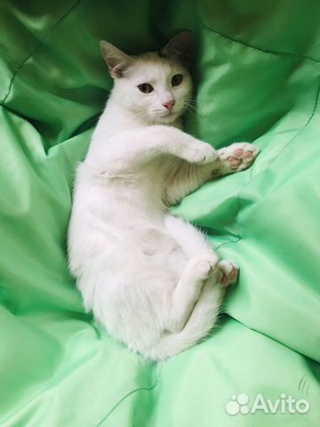 Котенок
