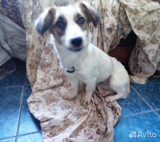 Малышка Вейса 6 кг