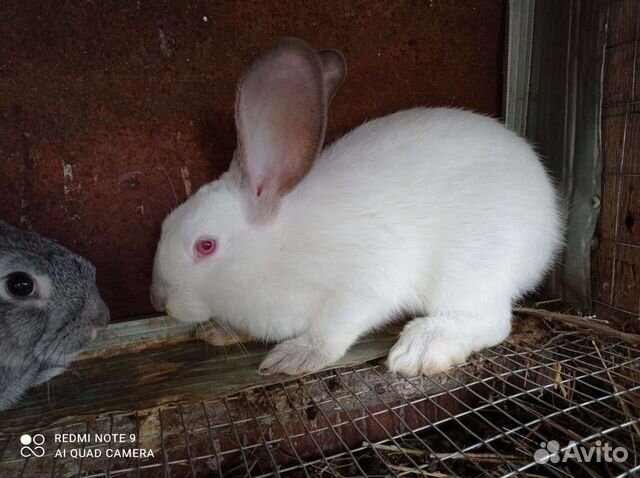 Кролики на убой