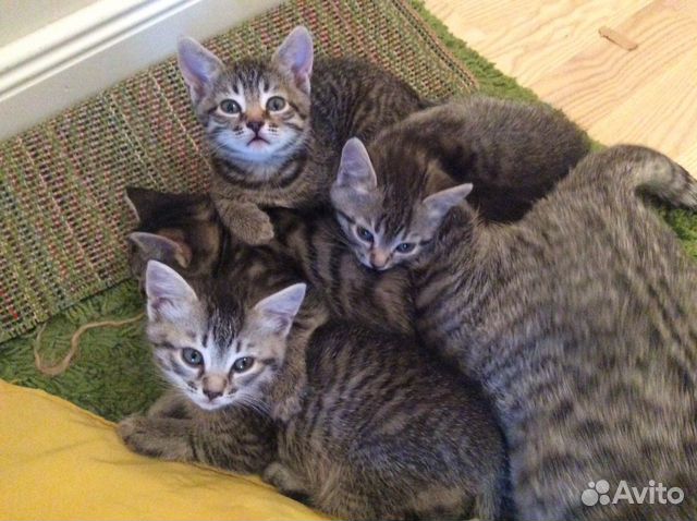 Котята от кошки крысоловки и мышеловки