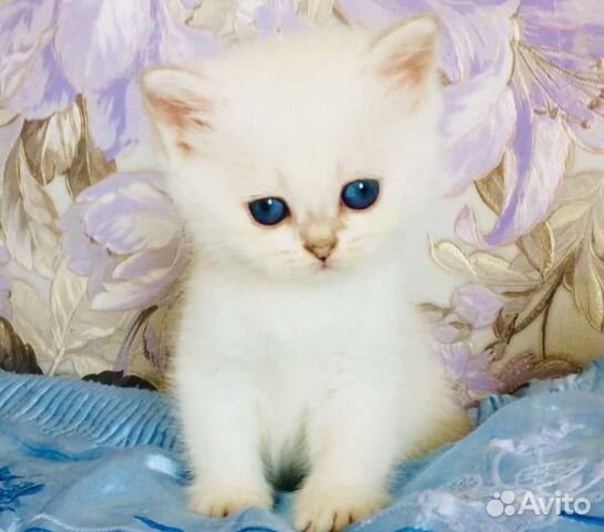 Шиншиллы котятки синие глазки