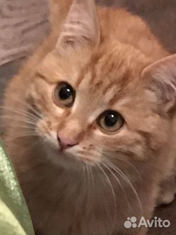 Чудо природыРыжий котёнок-девочка