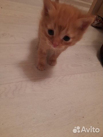 Породистые, бесплатные котята