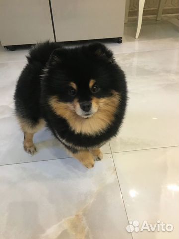 Кобель на вязку