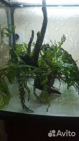Отдам Папоротник Болбитис