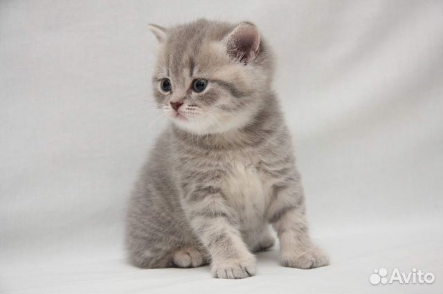 Британские вислоухие котята