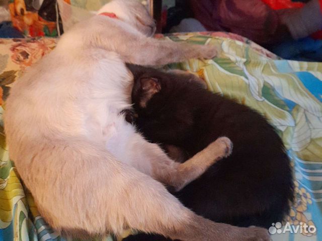 Кошки в добрые руки бесплатно