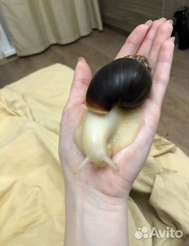 Улитка ахатина