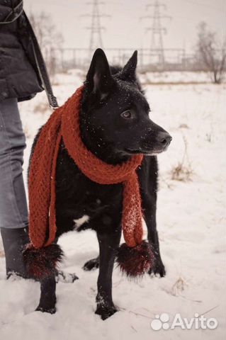 Собака Ночка из приюта ищет дом