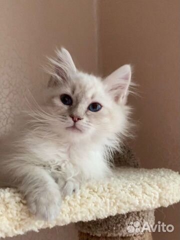 Невская маскарадная