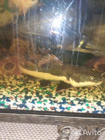 Краснохвостый сом