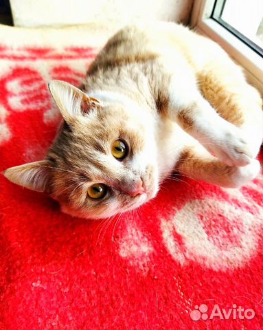 Красивый котёнок в самые добрые руки