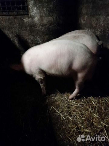 Хряк на племя