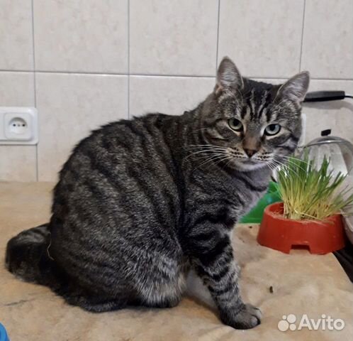 Добрая кошка ищет дом