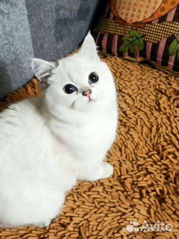Британская