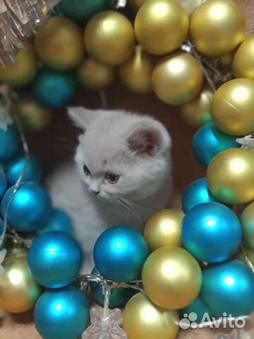 Британская короткошерстная