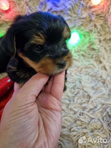 Йоркширский терьер щенки