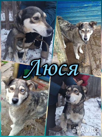 Метис лайки Люся ищет дом