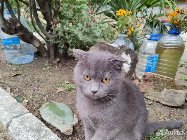 Котик полгода
