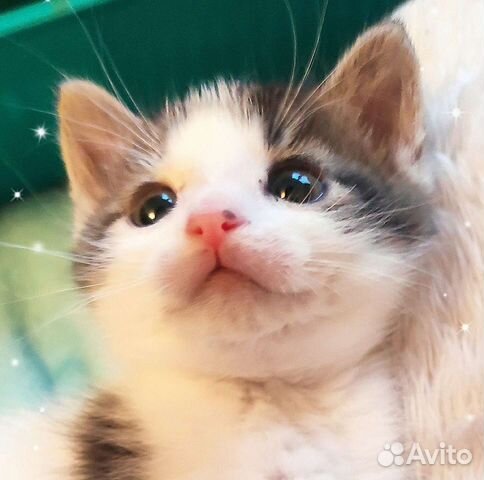 Маленькая кошечка Белочка в добрые руки