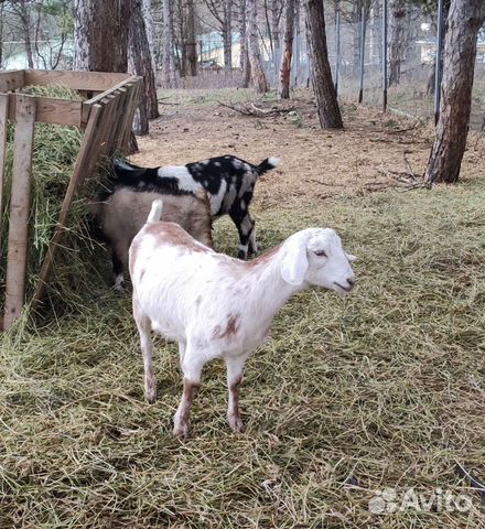 Нубийские козы