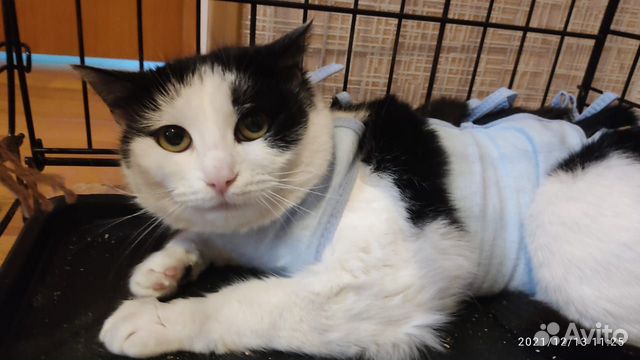 Кошка ищет дом