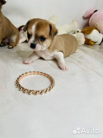 Щенки чихуахуа