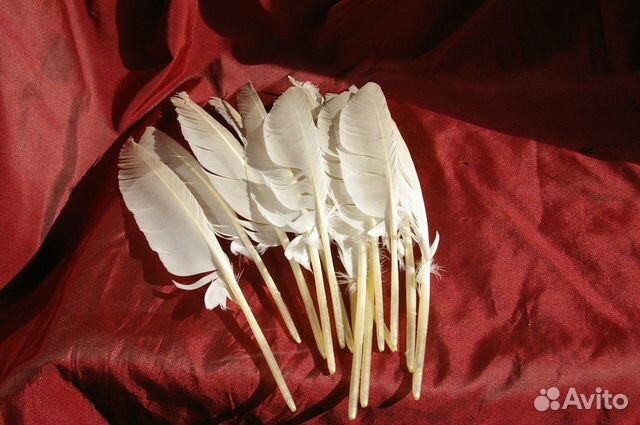 Перья гусиные