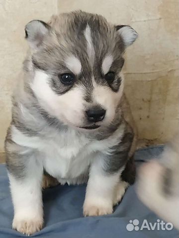 Хаски. Шикарные малыши. 3 недели. Бронь