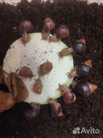 Улитки лимиколярии limicolaria