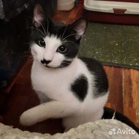 Котенок мальчик