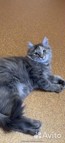 Кошечка в добрые руки