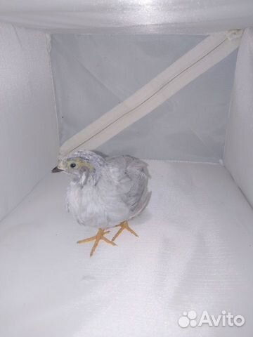 Расписной китайский перепел