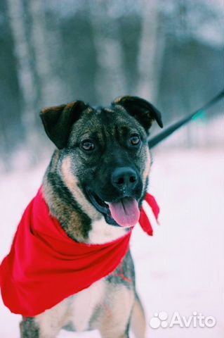 Добби ждет свой носочек