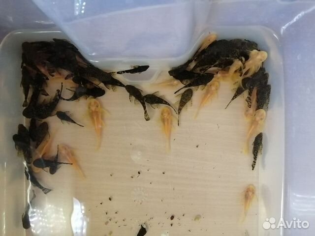 Анциструс L-144 и обычные (сомик/присоска)