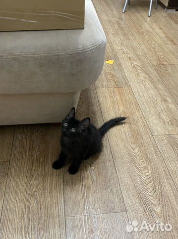 Черный котенок девочка в добрые руки