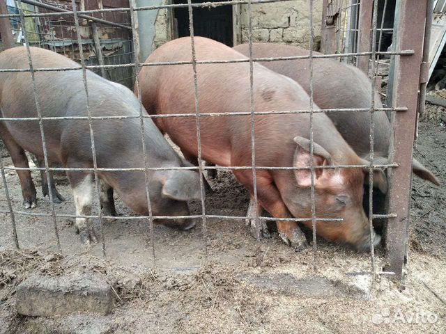 Кабаны и свинки Дюрок