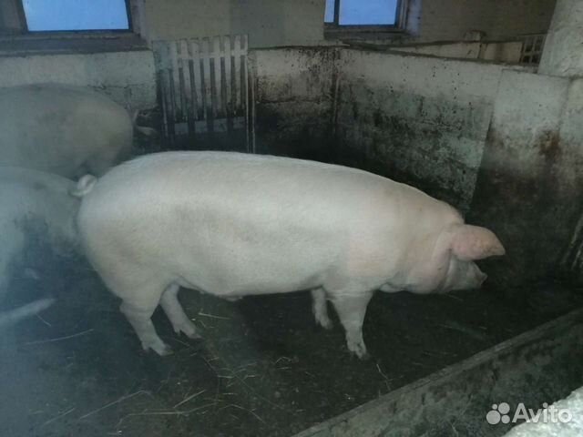 Свиньи на мясо