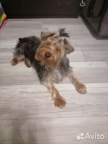 Йоркширский терьер