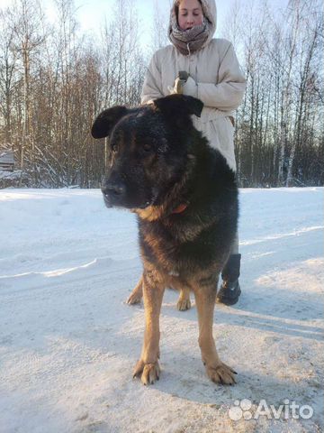 Бедный пёс Бафи