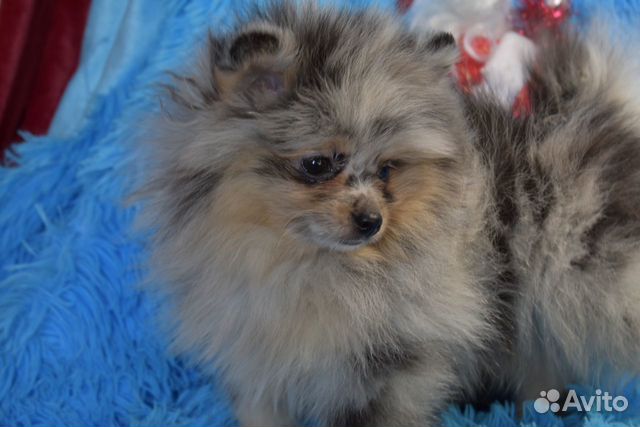 Шпиц - голубая мерле