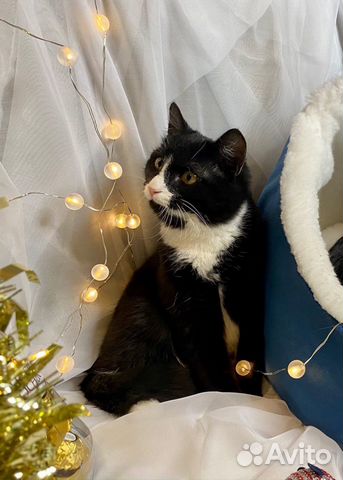 Котенок Себастьян 4 месяца