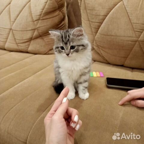 Самый лучший котенок (Шотландка)