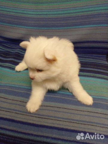 Щенок шпица