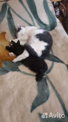 Мурзик и тигран котята
