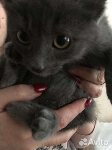 Котята русская голубая