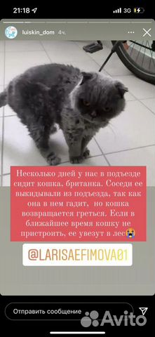 Британка