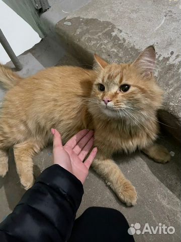 Ходит по улицам ласковый рыжий котенька