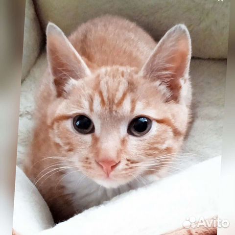 Ласковый котёнок, рыжее солнышко в дар
