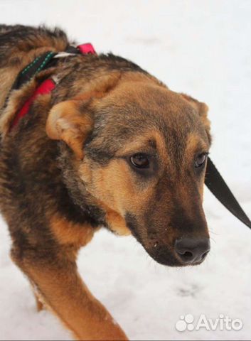 Несчастная собака живёт в клетке